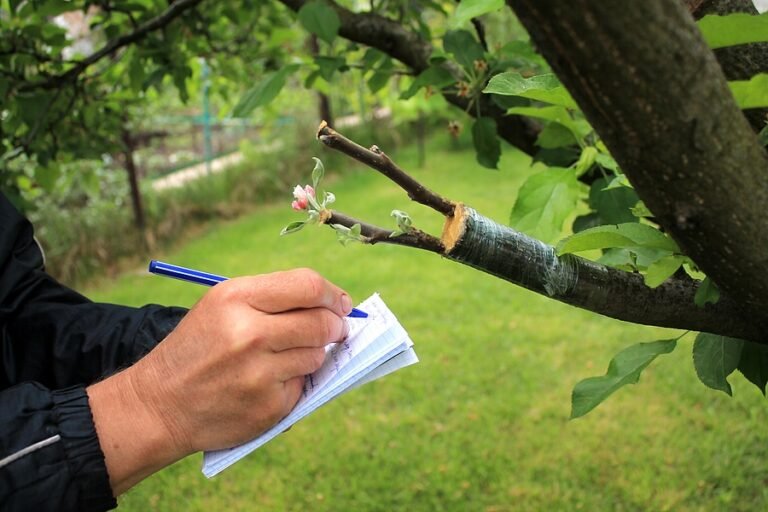 Tree Health Assessments – Lone Oak Tree Service Inc.