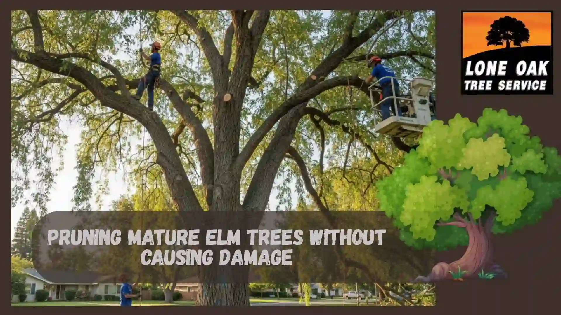 Pruning Mature Elm Trees in Oakdale – Modesto Without Causing Damage ...
